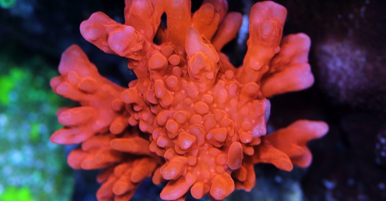 Top 10 Corals for Beginners - Reef Kinetics