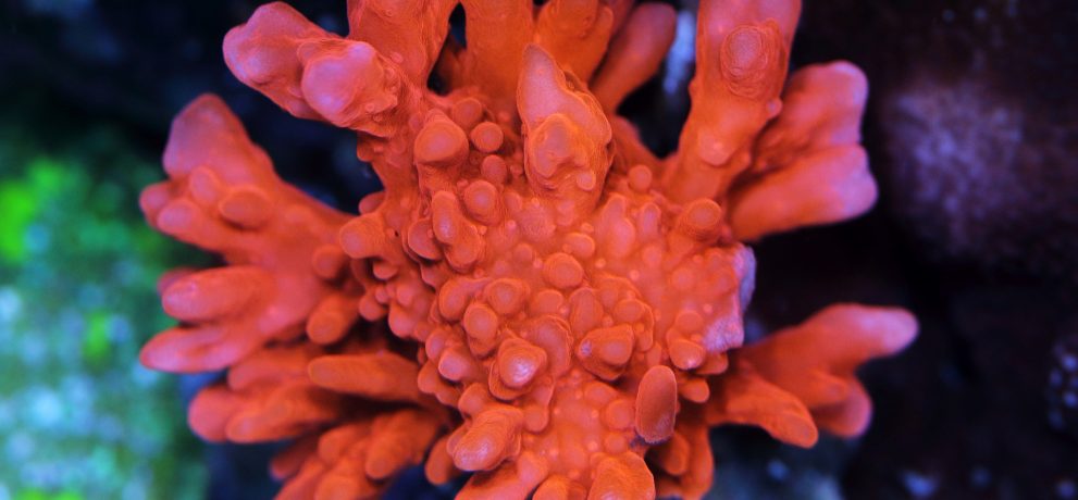 Top 10 Corals for Beginners - Reef Kinetics