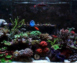 How to Quarantine New Fish - Reef Kinetics