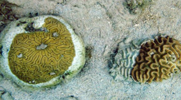 Top diseases affecting your corals - Reef Kinetics