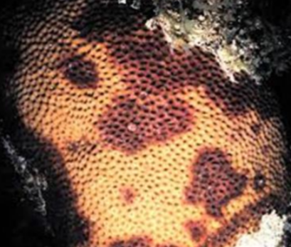 Top diseases affecting your corals - Reef Kinetics