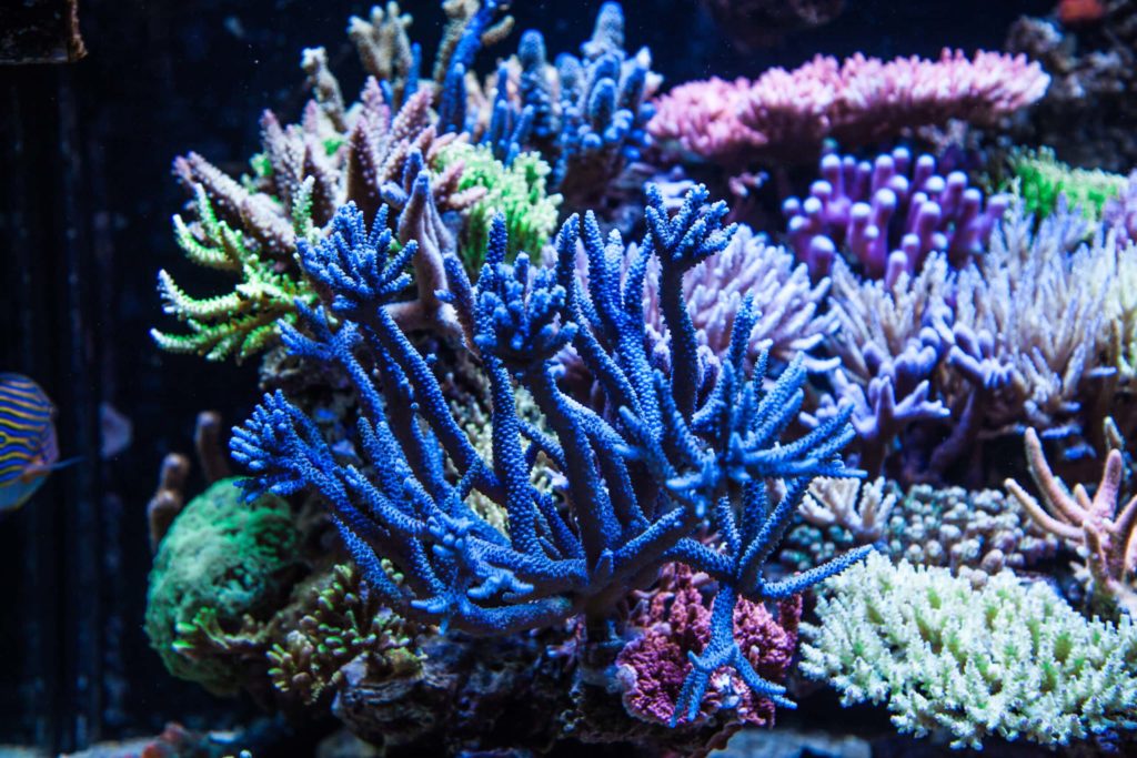 Unlocking Coral Growth: The Essential Parameters - Reef Kinetics